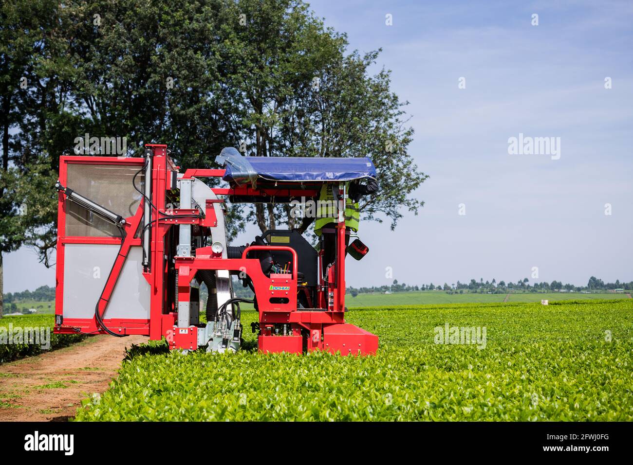 Tea Leave Farm Estate Plantation Plucking Machine At The James Finlay ...