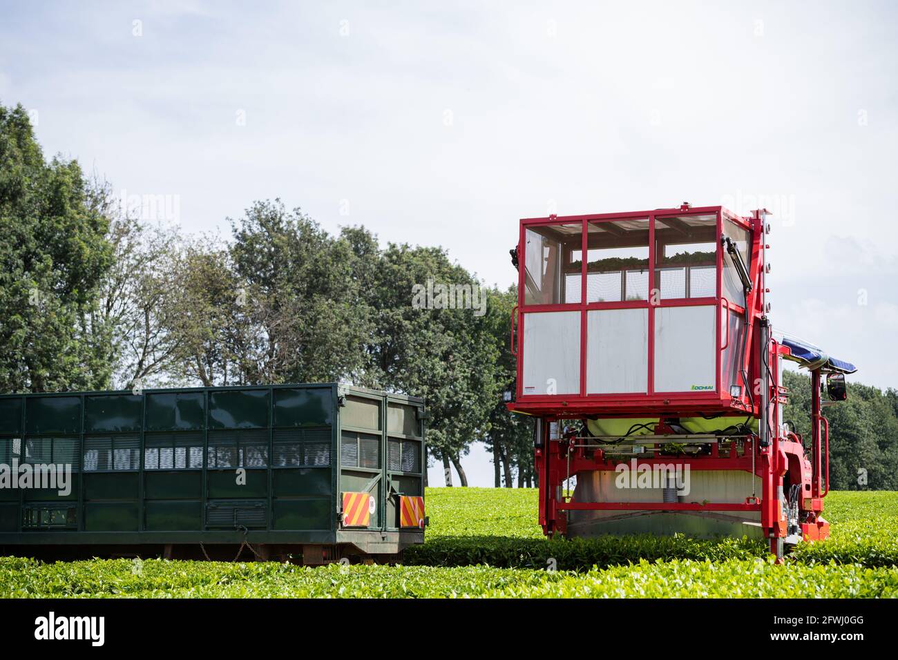 Tea Leave Farm Estate Plantation Plucking Machine At The James Finlay ...
