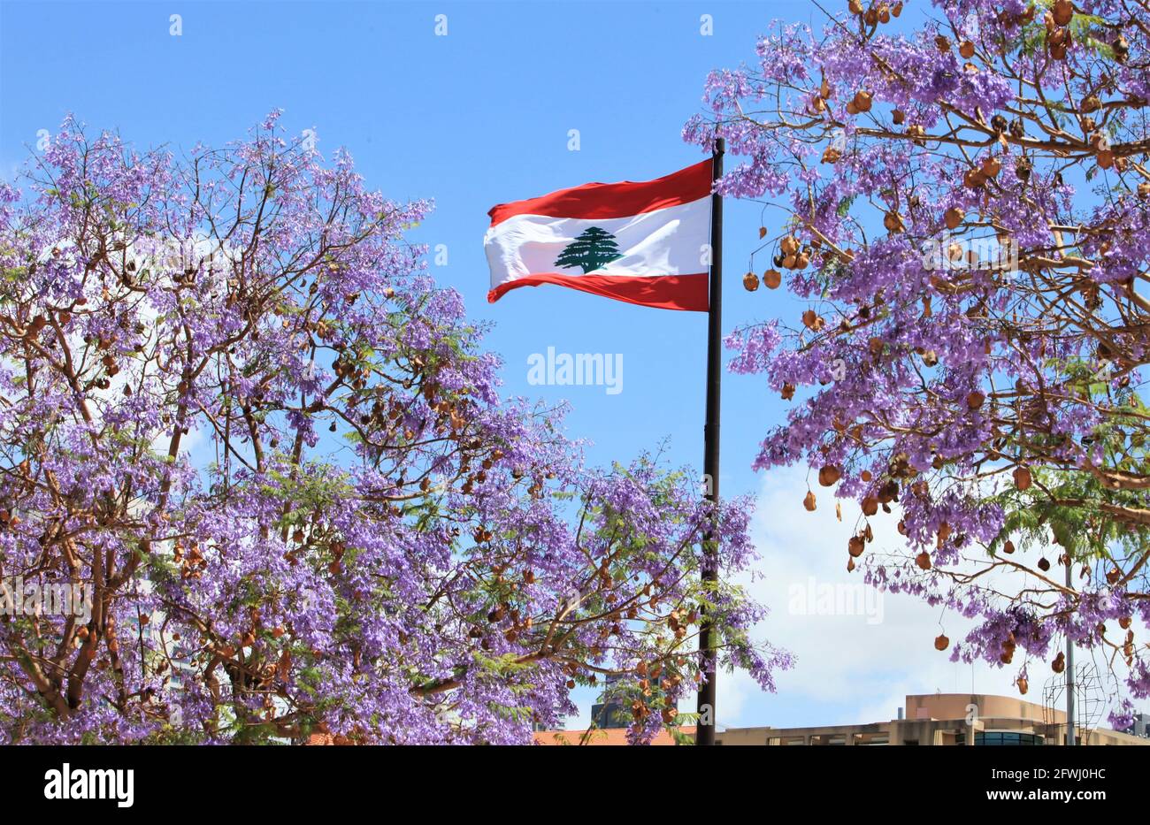 Beirut, Lebanon. 22nd May, 2021. Jacaranda trees are in full bloom in ...
