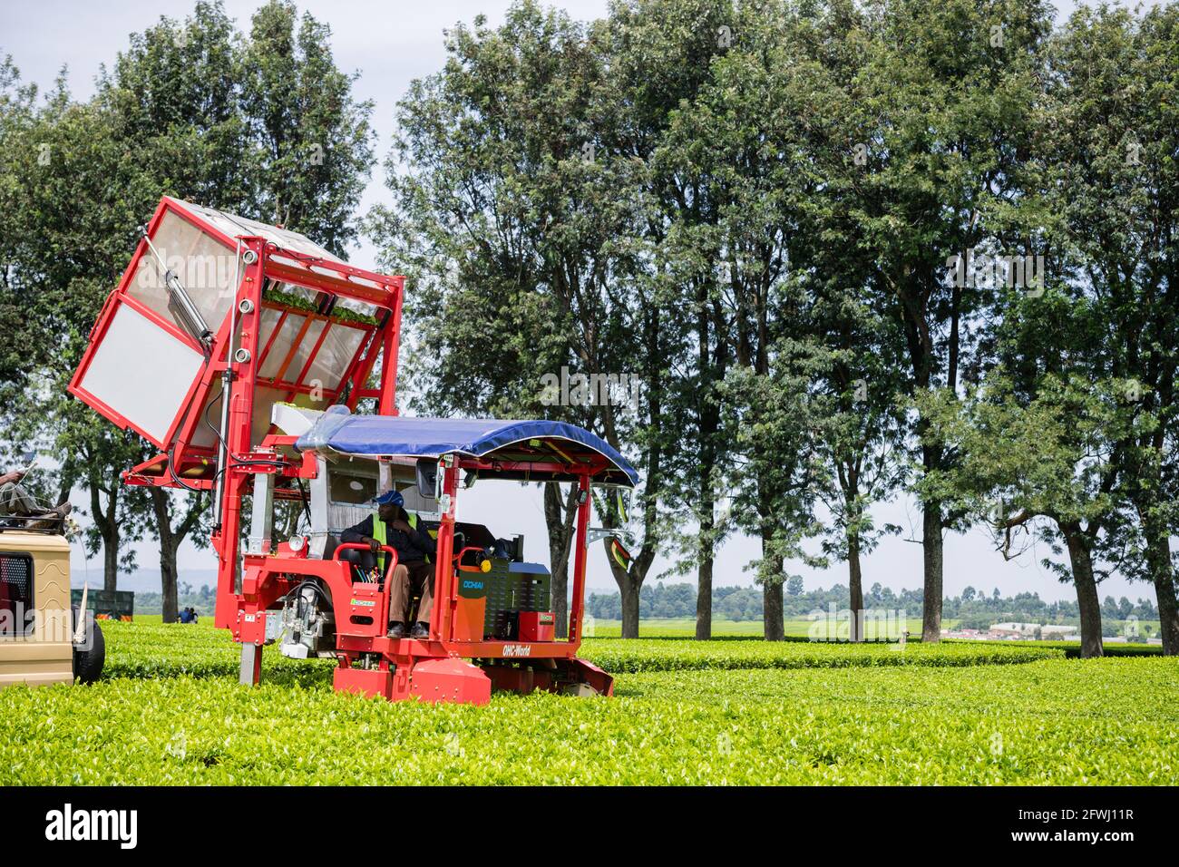 Tea Leave Farm Estate Plantation Plucking Machine At The James Finlay ...