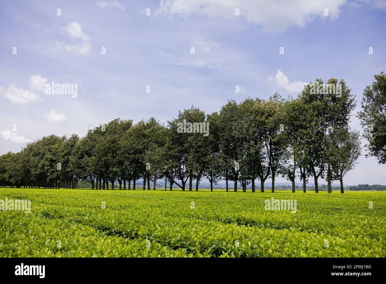 Tea Leave Farm Estate Plantation Plucking Machine At The James Finlay ...