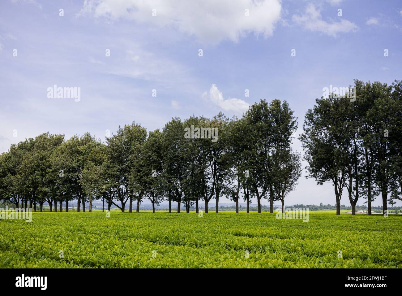 Tea Leave Farm Estate Plantation Plucking Machine At The James Finlay ...