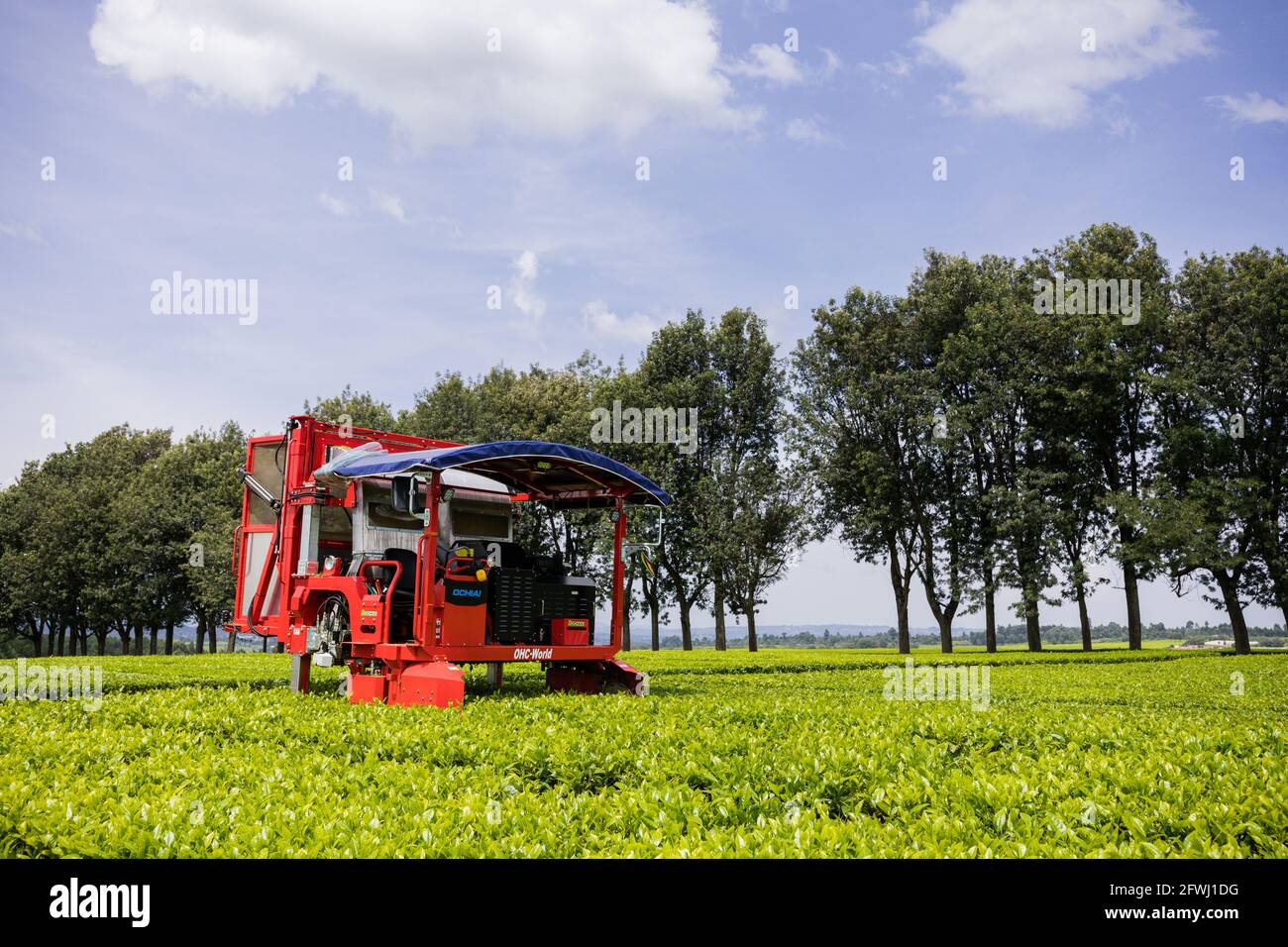 Tea Leave Farm Estate Plantation Plucking Machine At The James Finlay ...