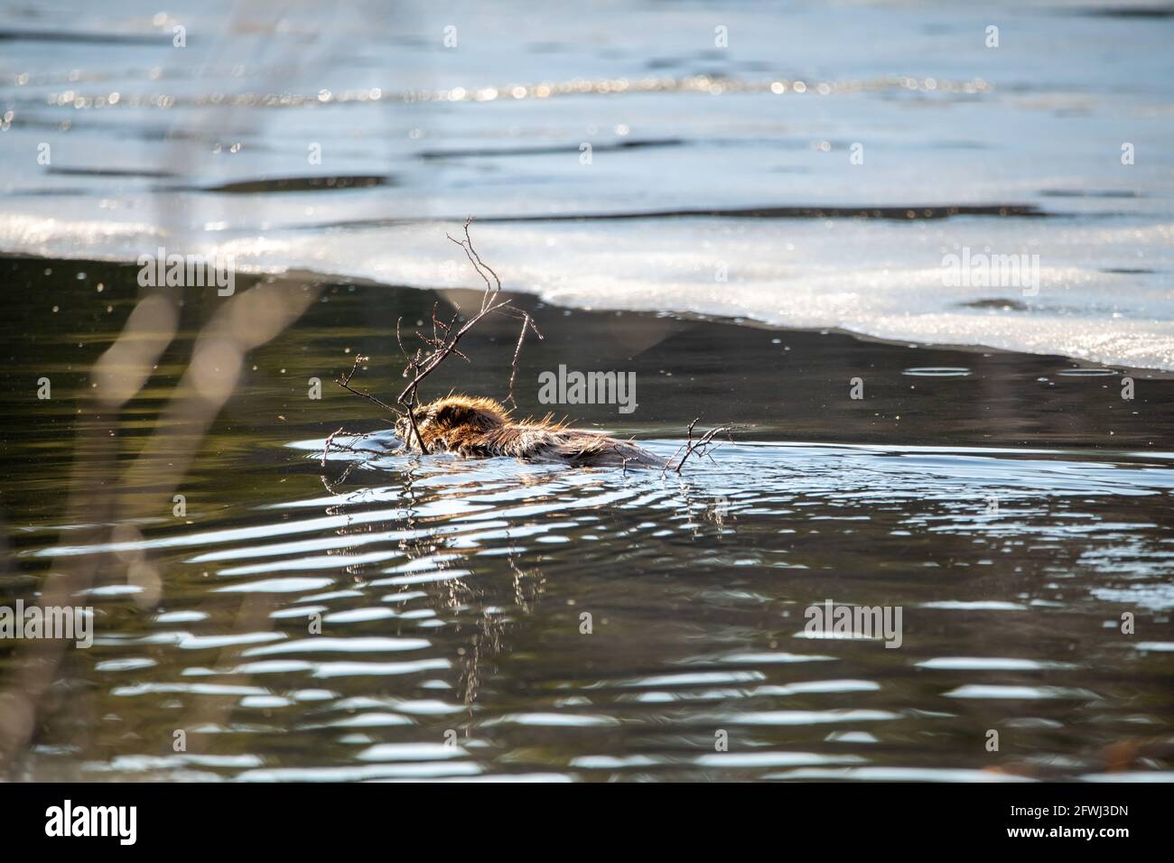 Stick dam hi-res stock photography and images - Alamy