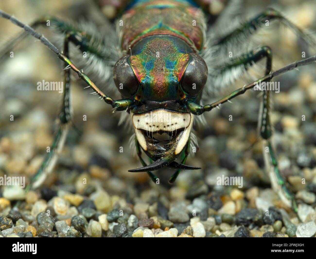 Western tiger beetle hi-res stock photography and images - Alamy