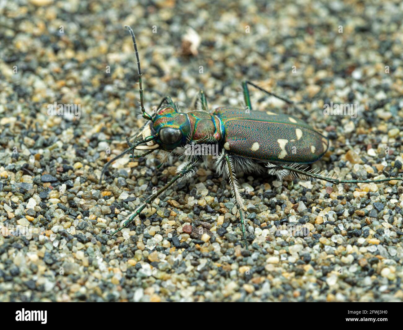 Side view of a predatory western tiger beetle, Cicindela oregona, showing the long legs and ...