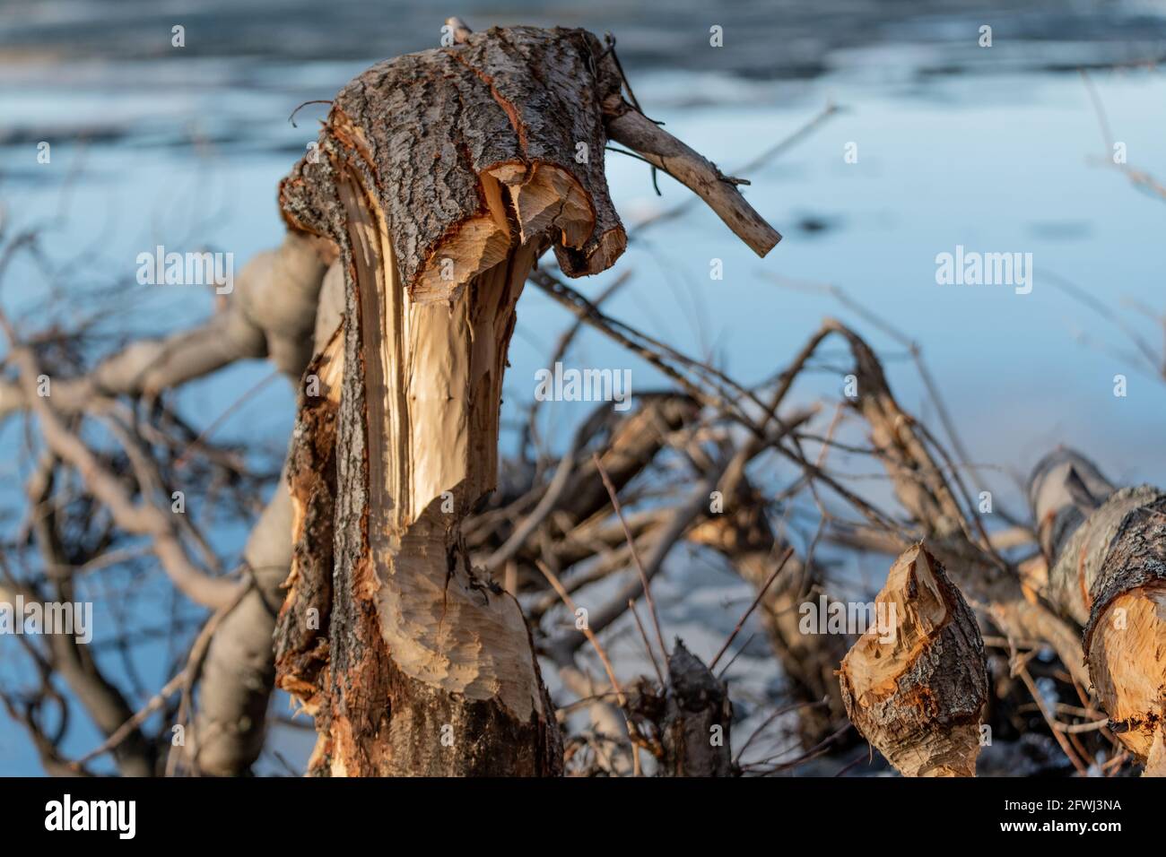 Destroyed tree in the boreal forest with lake in background from beaver ...