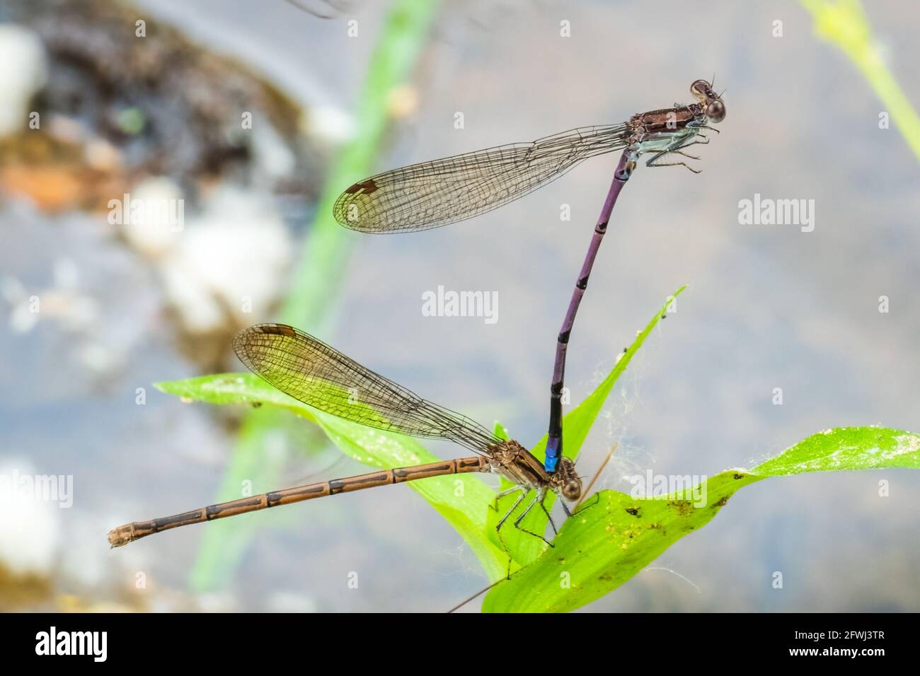 Violet Dancers (Argia fumipennis ssp. violacea), a subspecies of ...