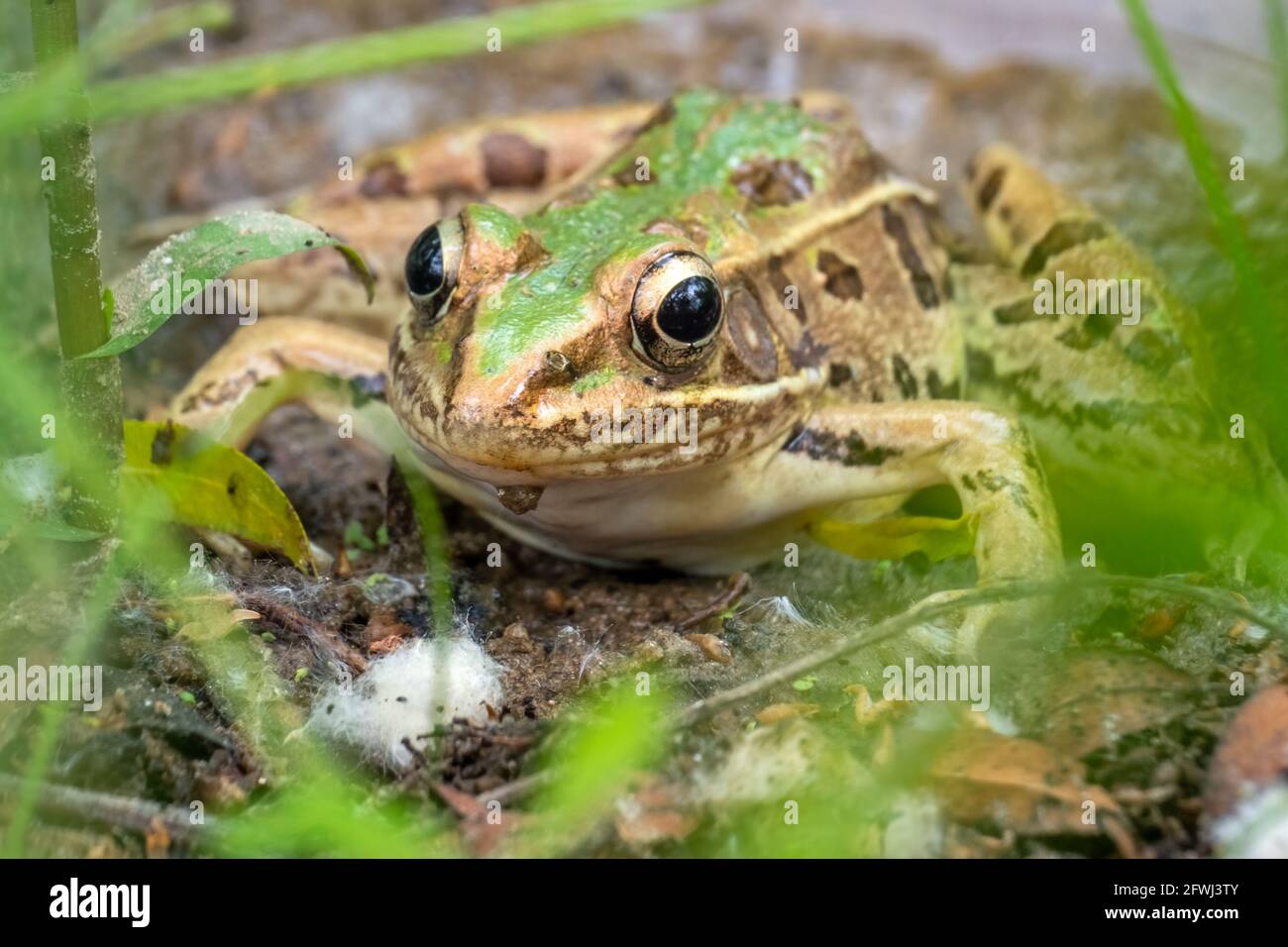 Front view of a Southern Leopard Frog (Rana sphenocephala) by the Creek ...