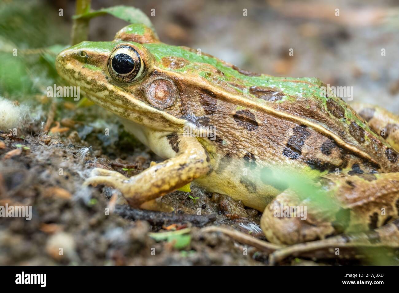 Side view of a Southern Leopard Frog (Rana sphenocephala) by the Creek ...