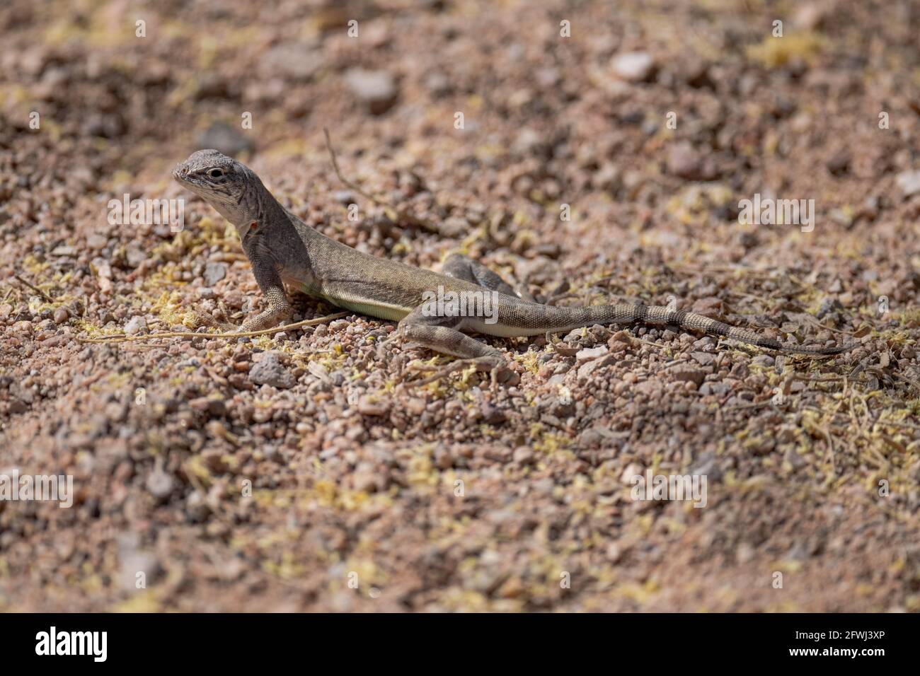 Striped tail hi-res stock photography and images - Alamy