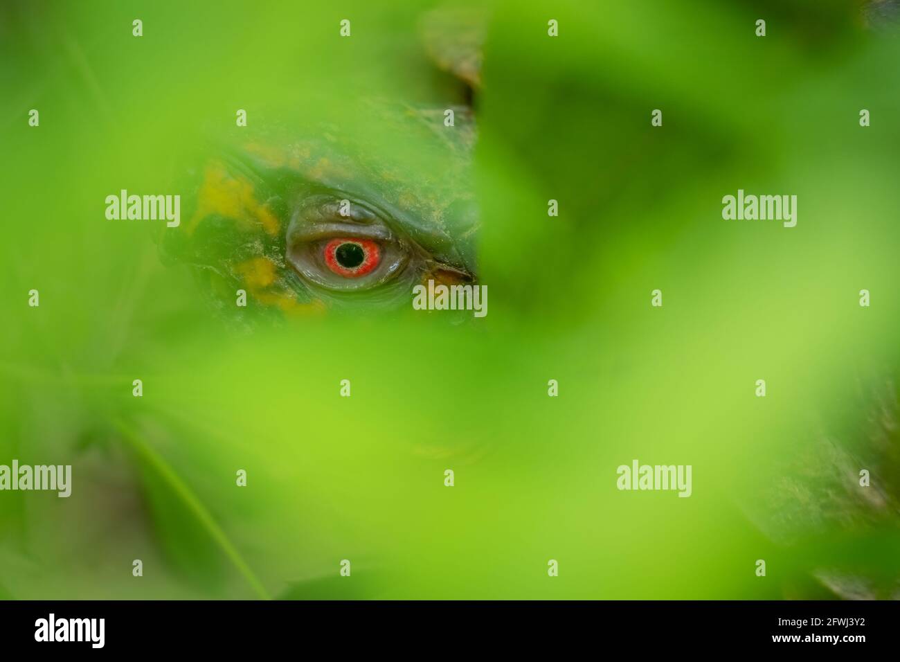 The bright red eye of an Eastern Box Turtle (Terrapene carolina ...