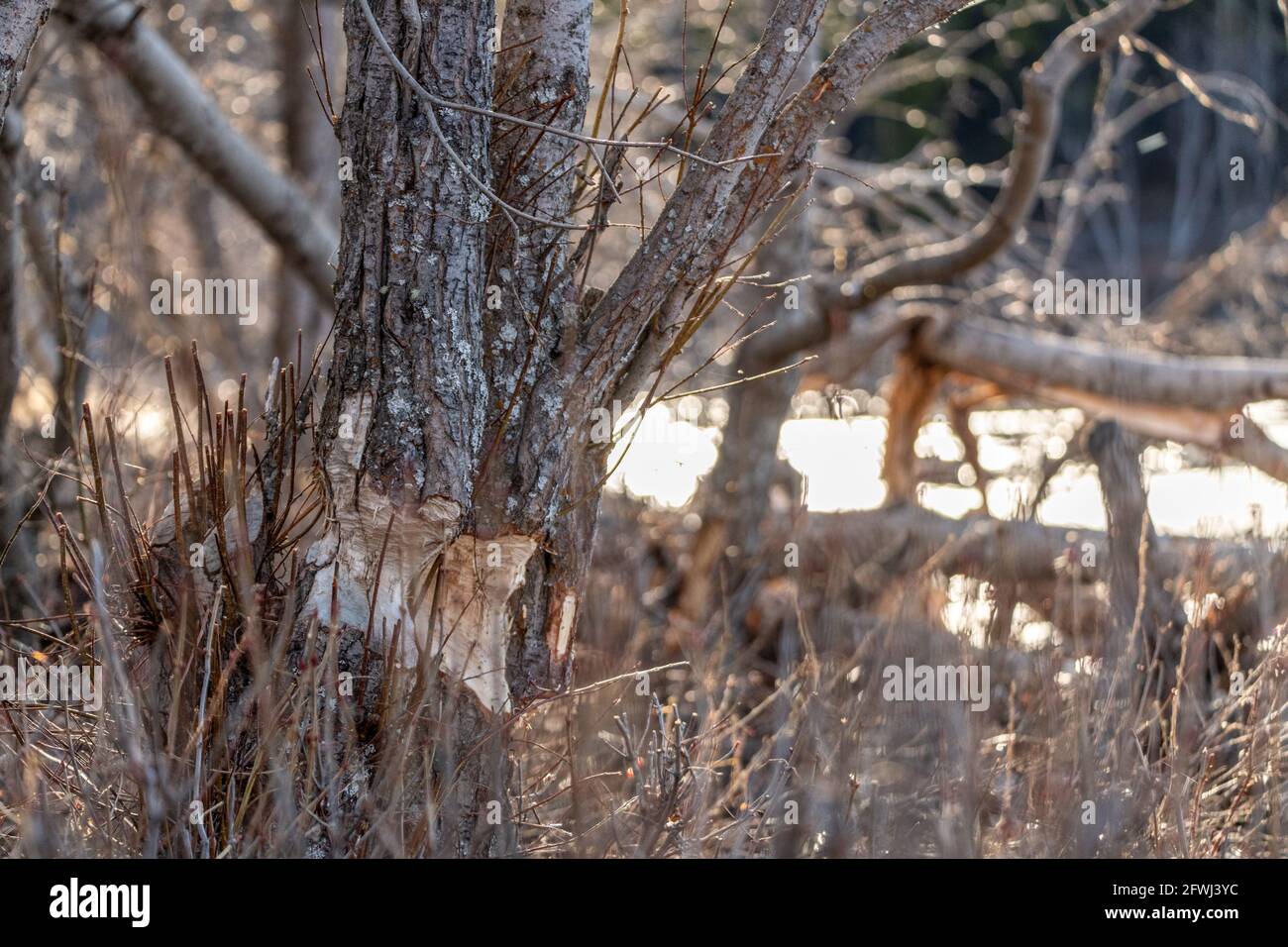 Destroyed tree in the boreal forest with lake in background from beaver ...