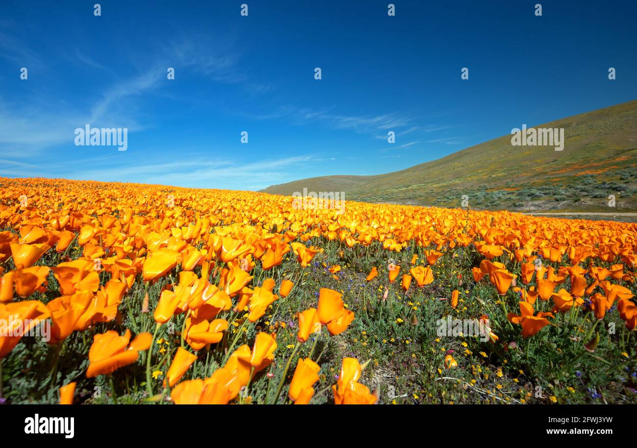 California Golden Orange Poppies Stock Photo - Alamy