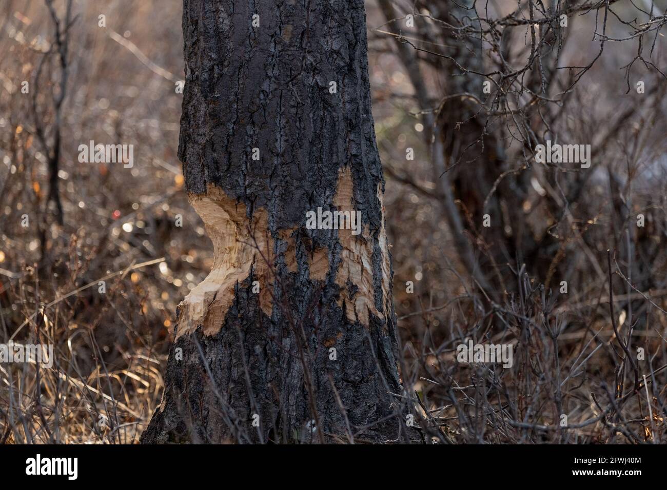 Destroyed tree in the boreal forest with lake in background from beaver ...