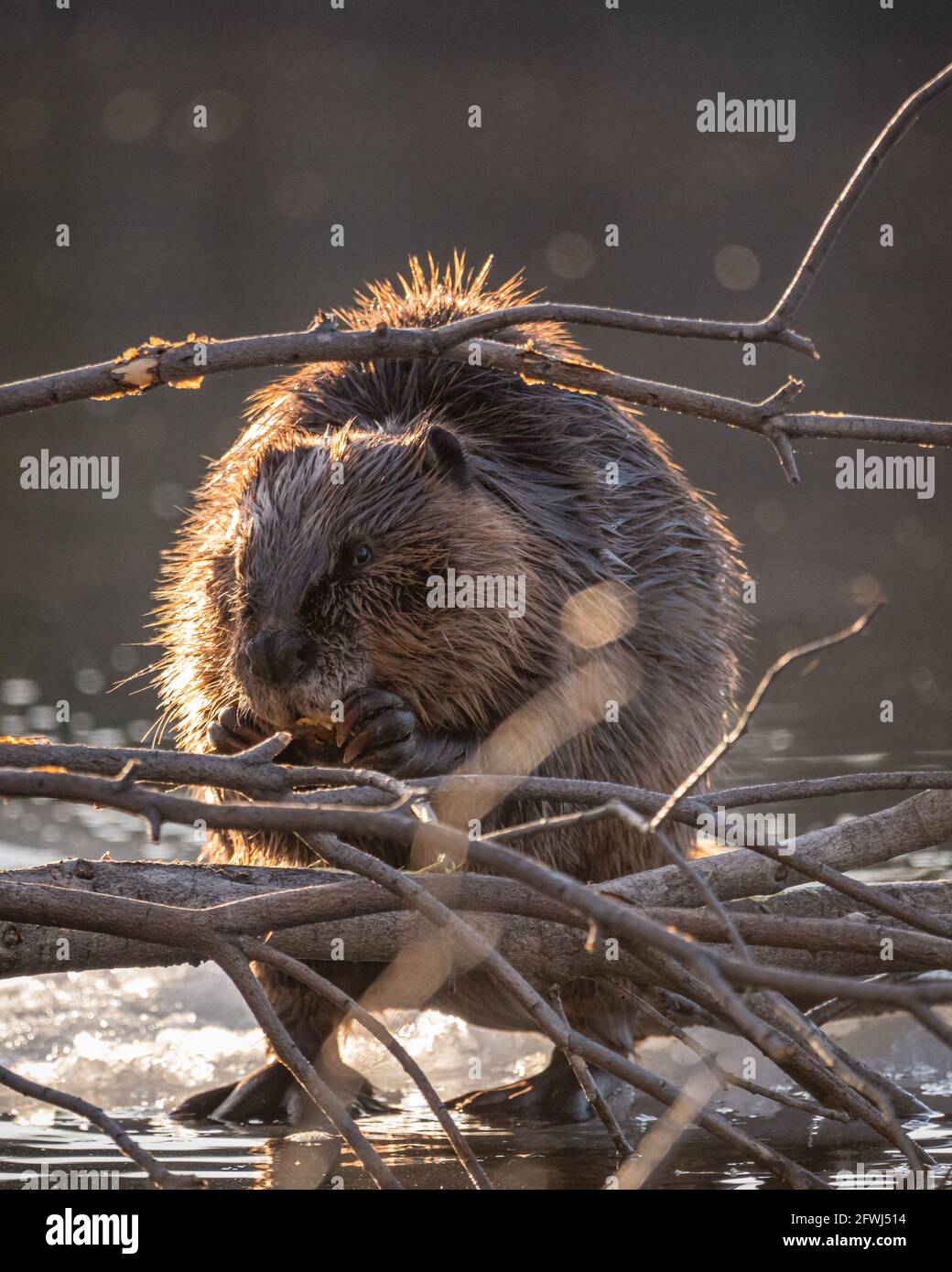 One single beaver standing on a log in a lake during spring time while ...