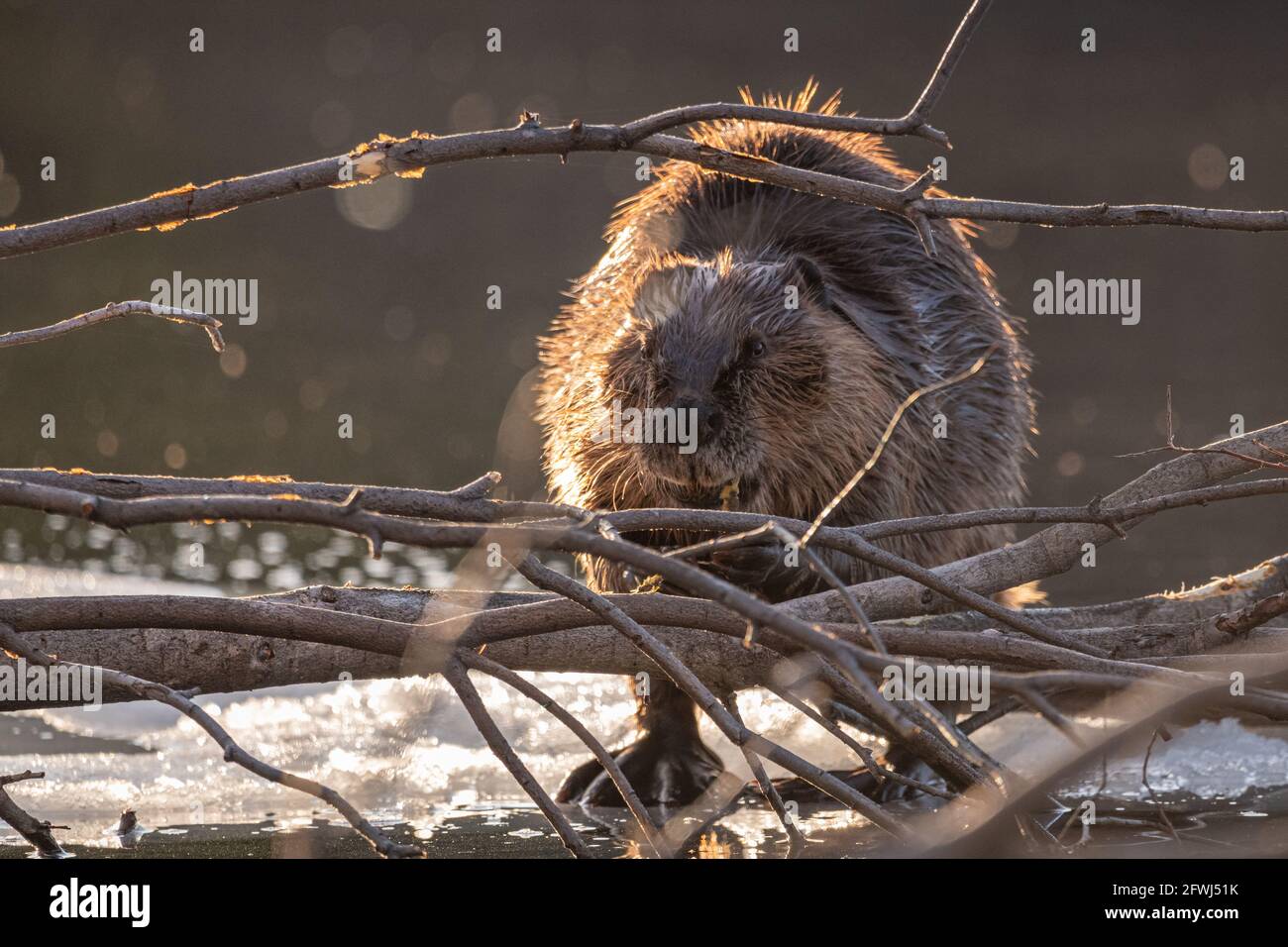 One single beaver standing on a log in a lake during spring time while ...