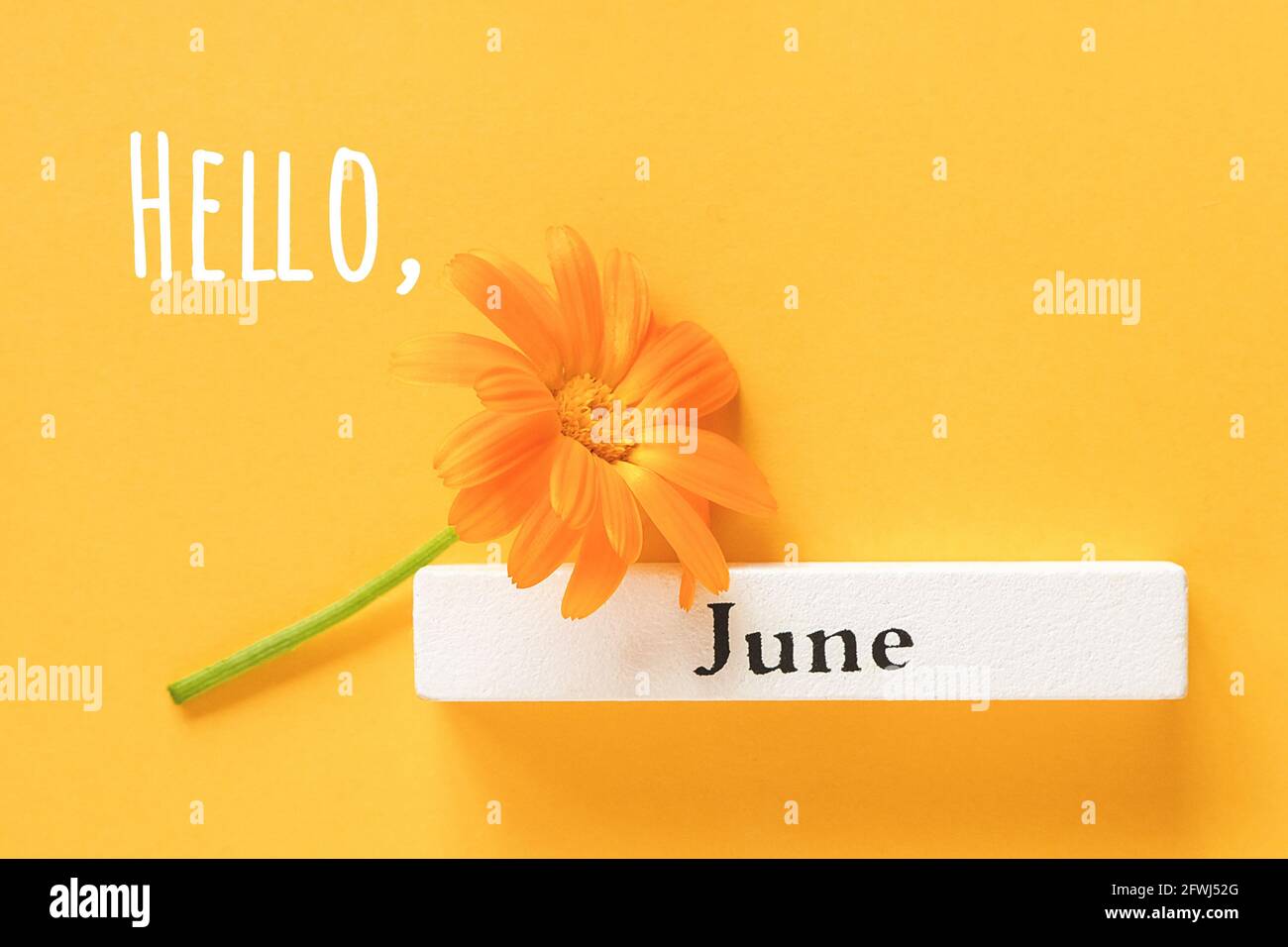 Hello June text, greeting card. One orange calendula flower and ...