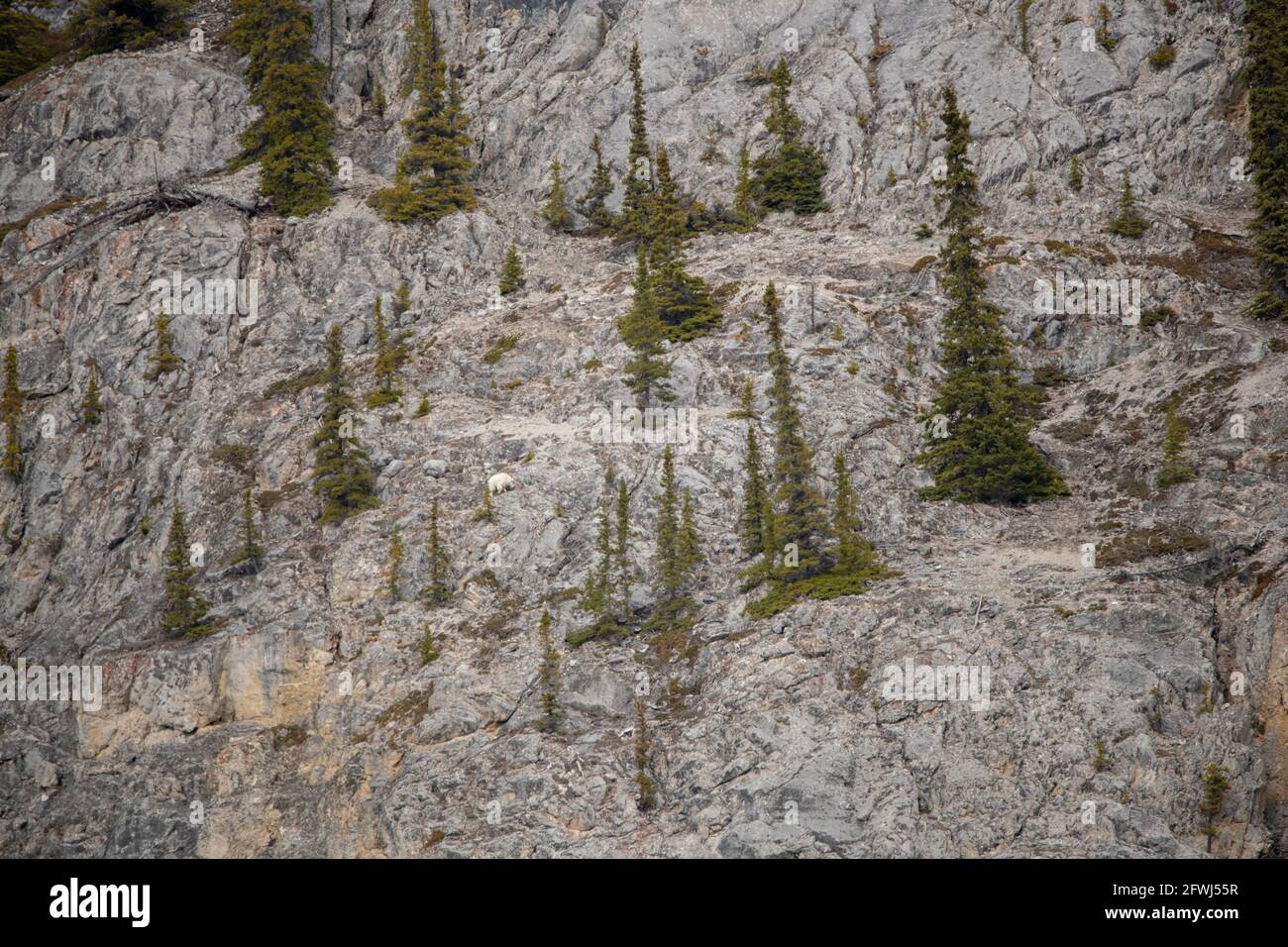 Wilderness rock face, cliff on the side of a mountain in Yukon ...
