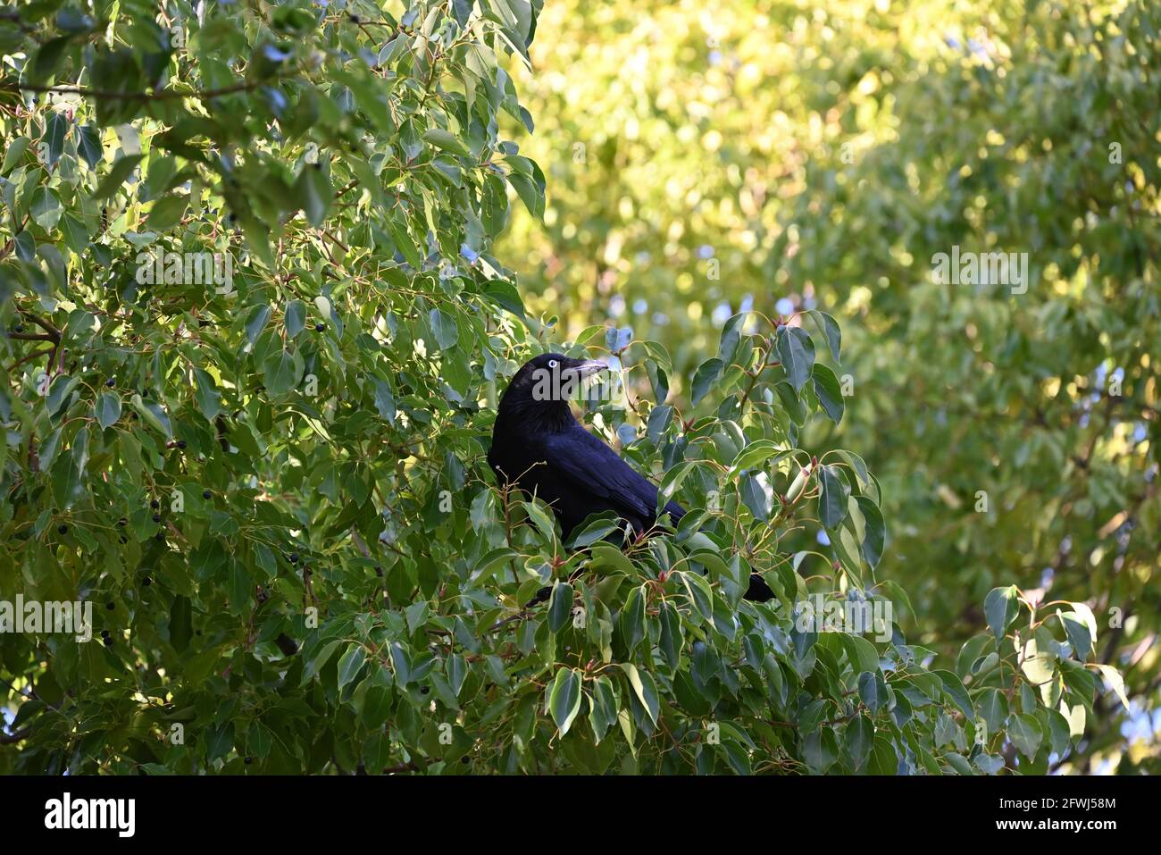 A little raven in a shady tree, with its head turned, on a sunny day ...