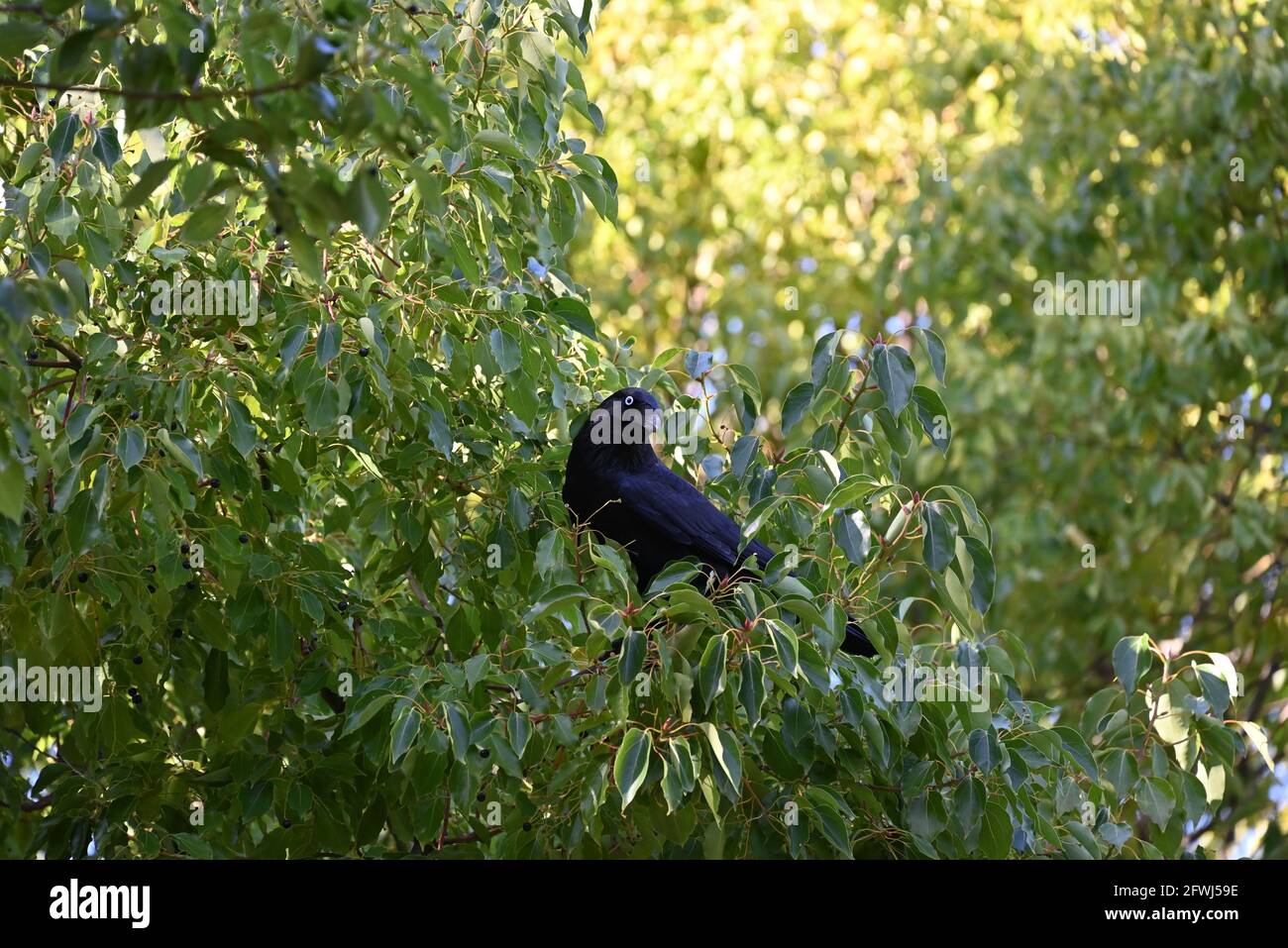 Raven looking down hi-res stock photography and images - Alamy