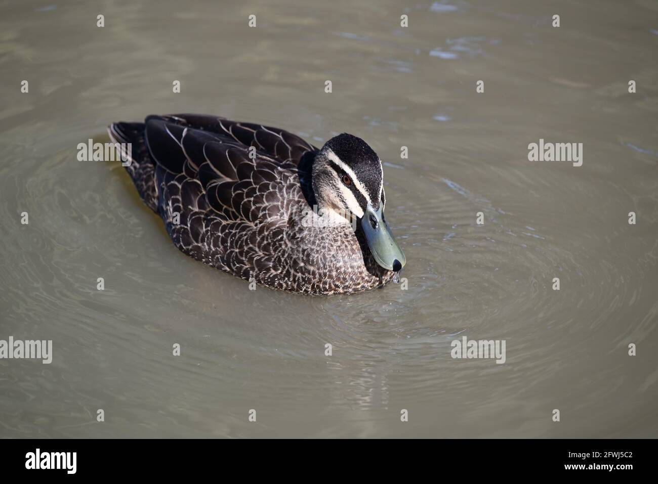 Droplet anatidae hi-res stock photography and images - Alamy