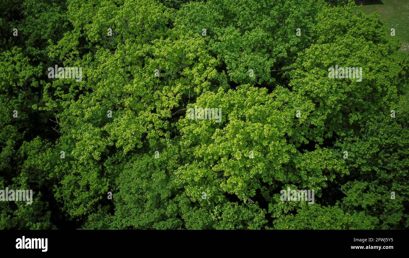 Aerial top down view river in tropical jungle green rainforest. 4K ...