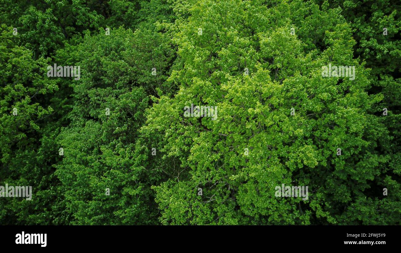 Aerial top down view river in tropical jungle green rainforest. 4K ...