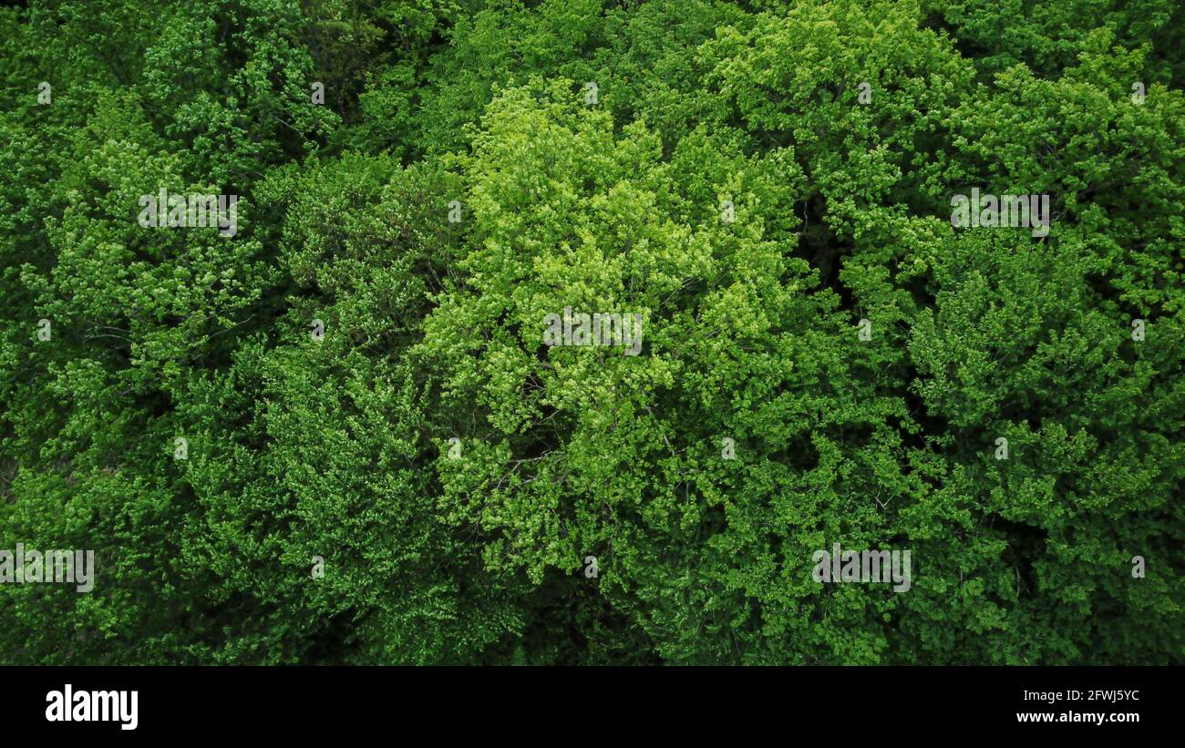 Aerial top down view river in tropical jungle green rainforest. 4K ...