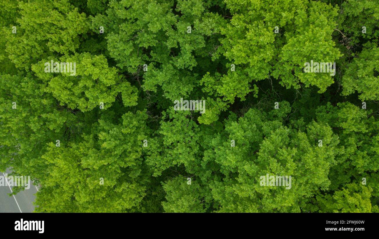 Aerial top down view river in tropical jungle green rainforest. 4K ...