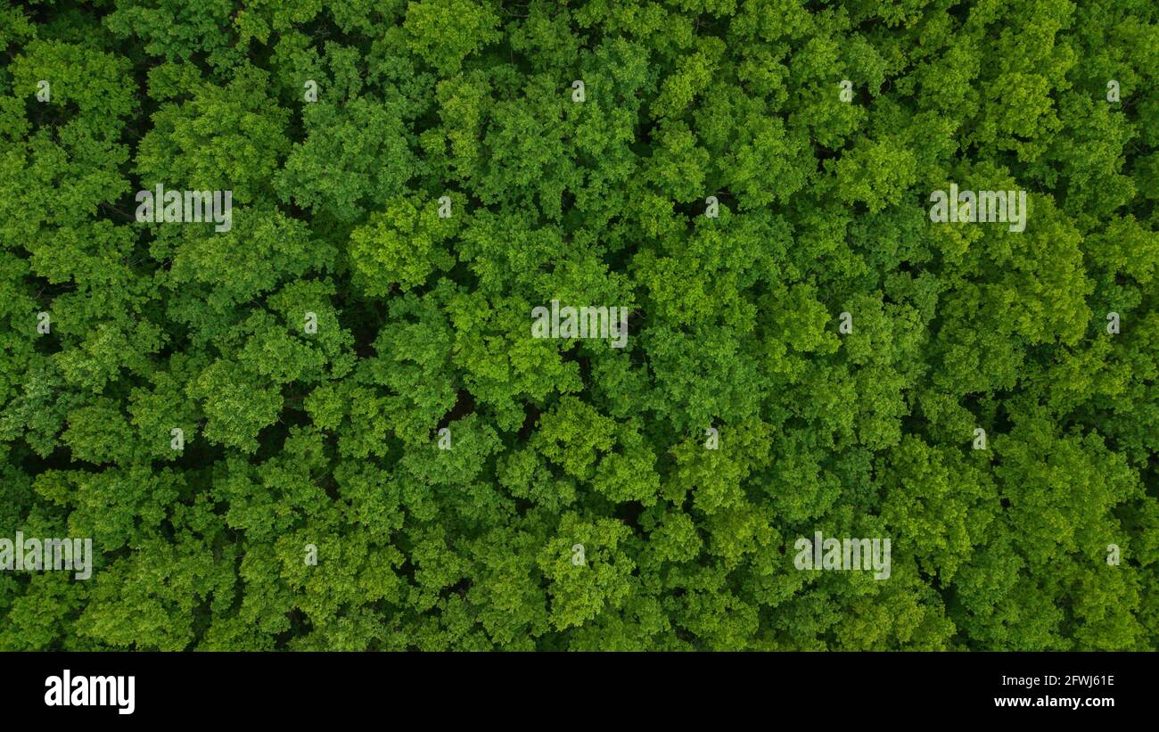 Aerial top down view river in tropical jungle green rainforest. 4K ...
