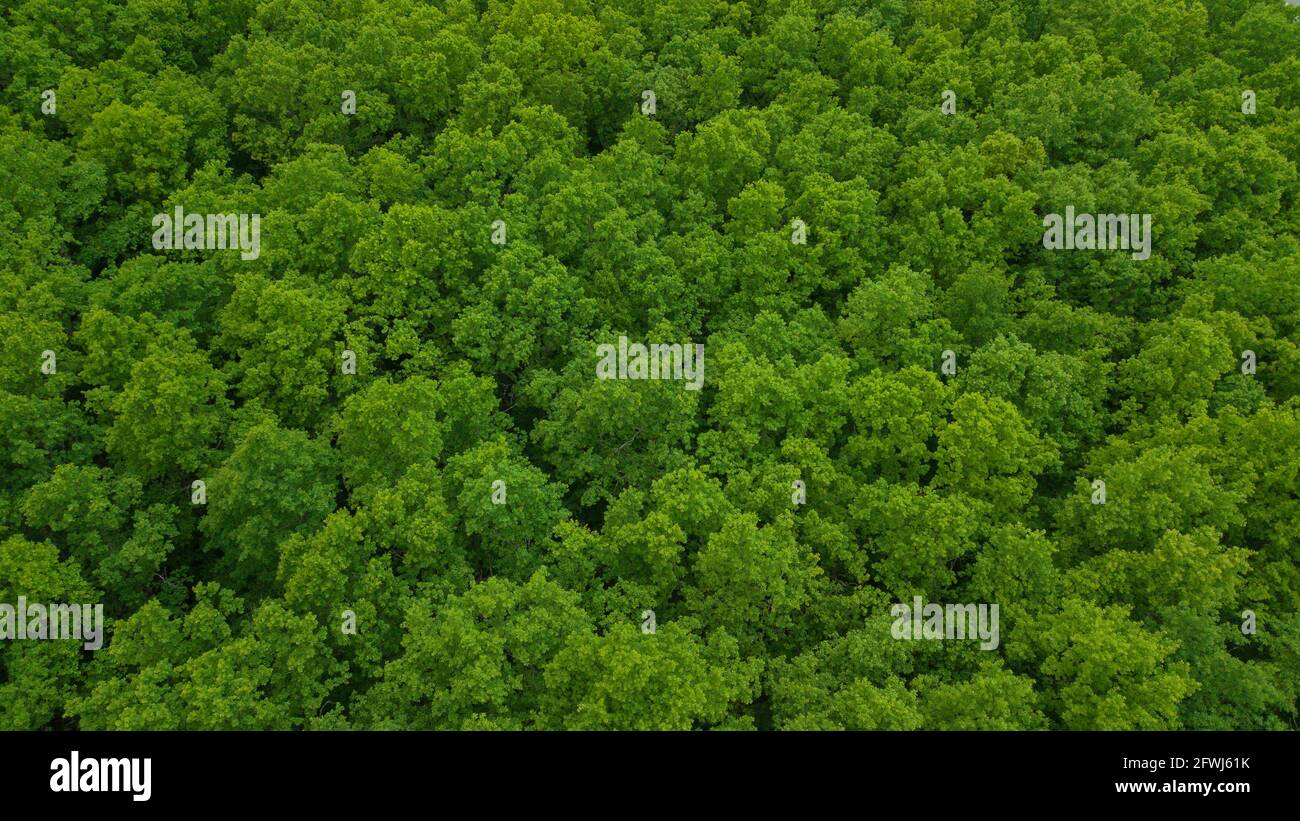 Aerial top down view river in tropical jungle green rainforest. 4K ...