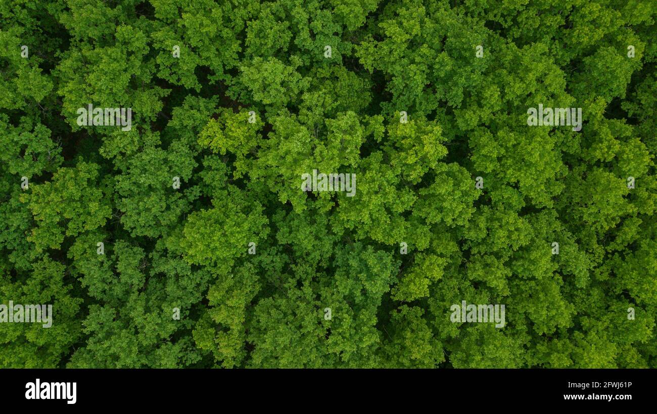 Aerial top down view river in tropical jungle green rainforest. 4K ...