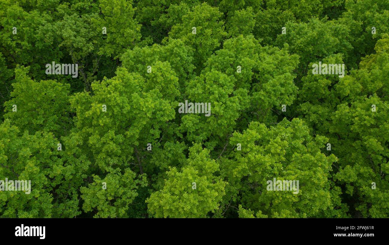 Aerial top down view river in tropical jungle green rainforest. 4K ...