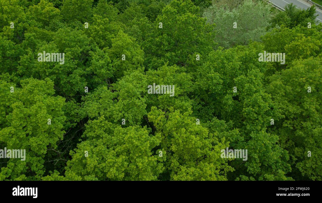 Aerial top down view river in tropical jungle green rainforest. 4K ...