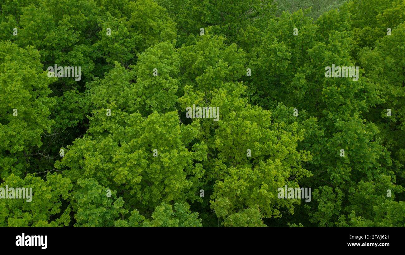 Aerial top down view river in tropical jungle green rainforest. 4K ...