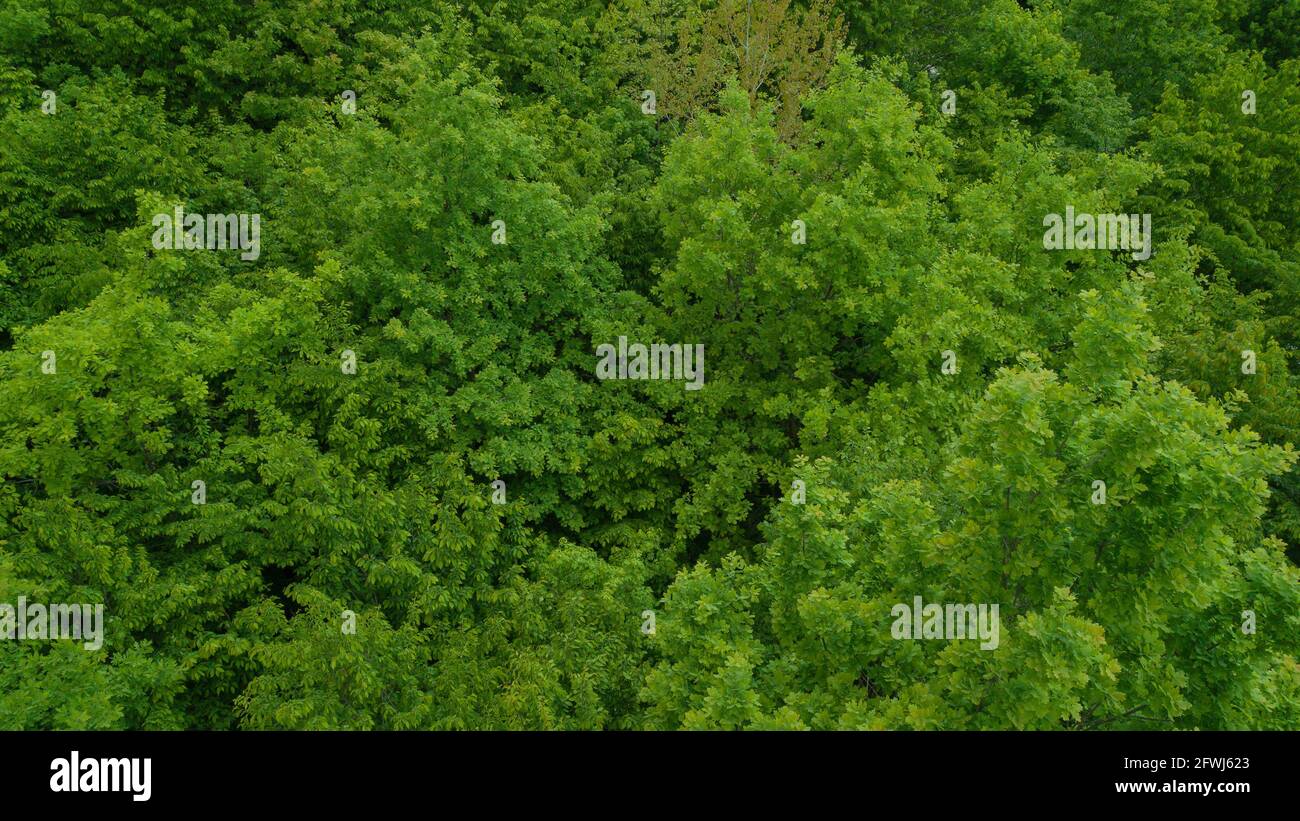 Aerial top down view river in tropical jungle green rainforest. 4K ...
