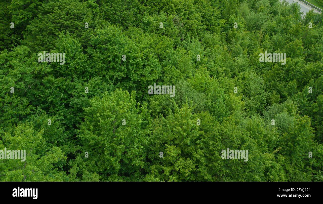 Aerial top down view river in tropical jungle green rainforest. 4K ...