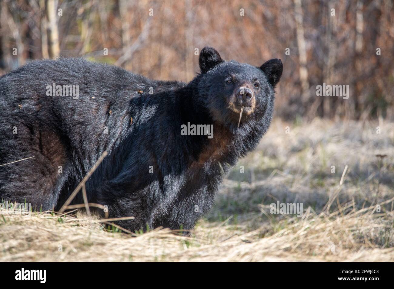 Black bear seen in wild outdoor environment during spring time, looking ...