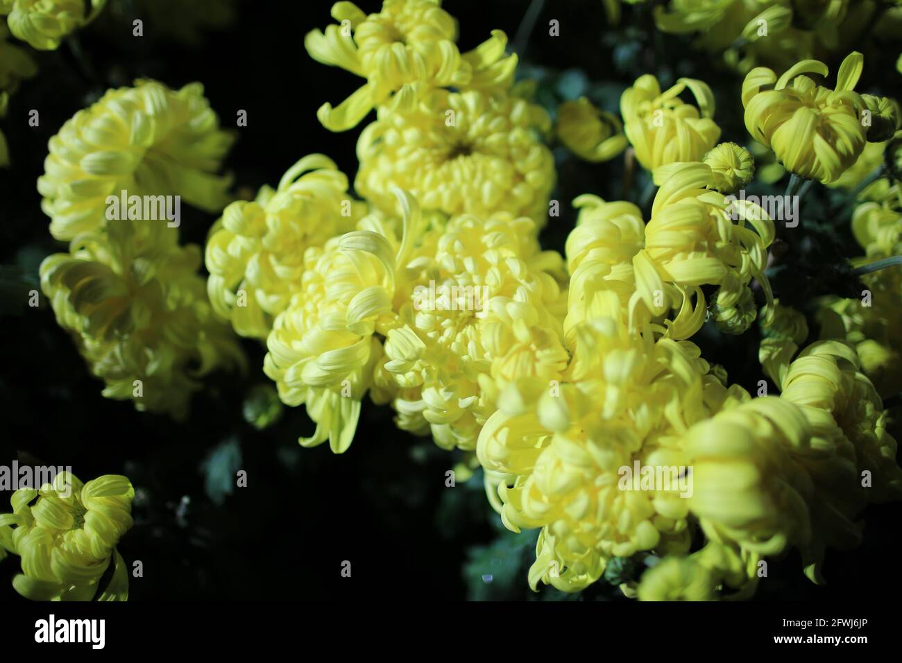 yellow daisy blooming in hong kong at lunar chinese new year flower ...