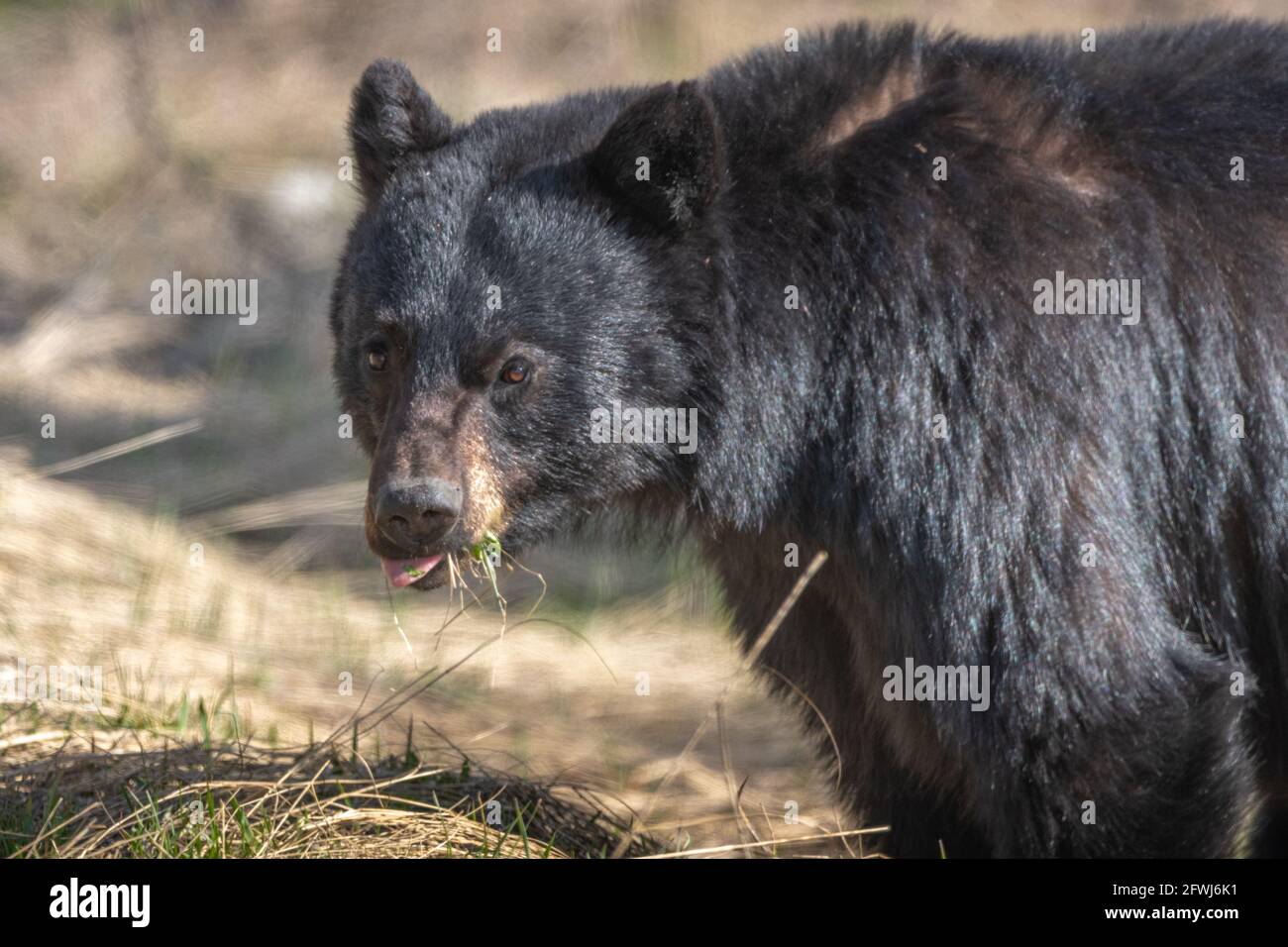 American black bear teeth hi-res stock photography and images - Alamy