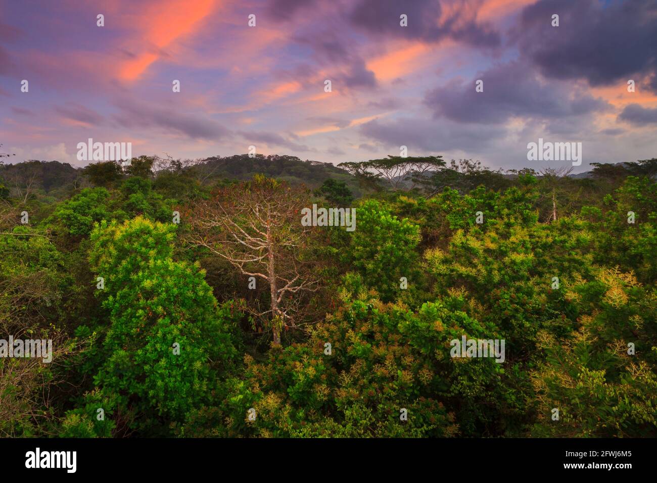 Panama landscape with rainforest in early morning light and with ...