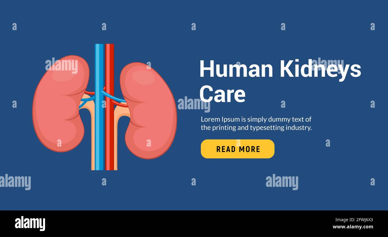 Lung human icon, respiratory system healthy lungs anatomy flat medical ...