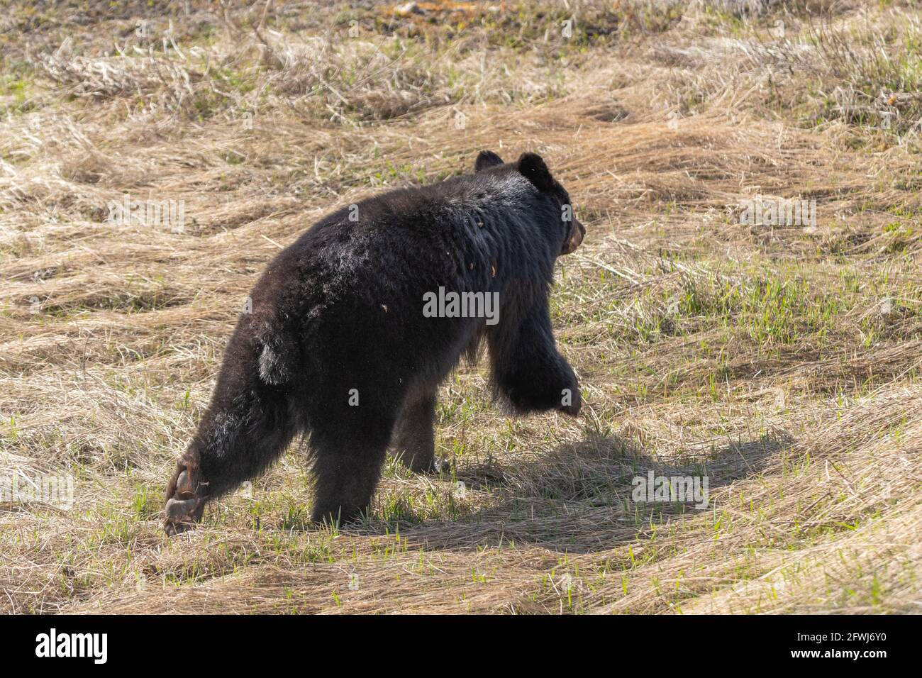 Back end, behind view of a young black bear walking with brown, dry ...