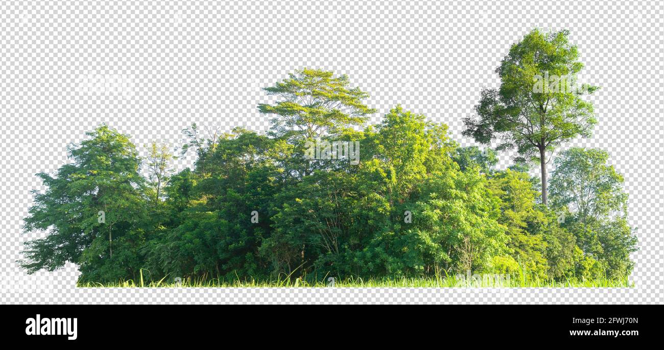 forest scape cut out background with clipping path on transparent ...