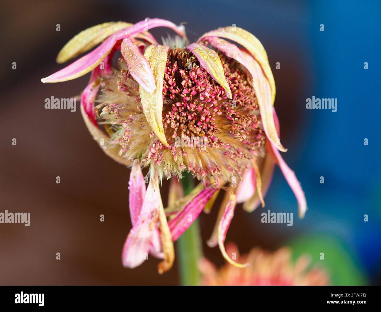 Blue Seed Pods High Resolution Stock Photography and Images - Alamy