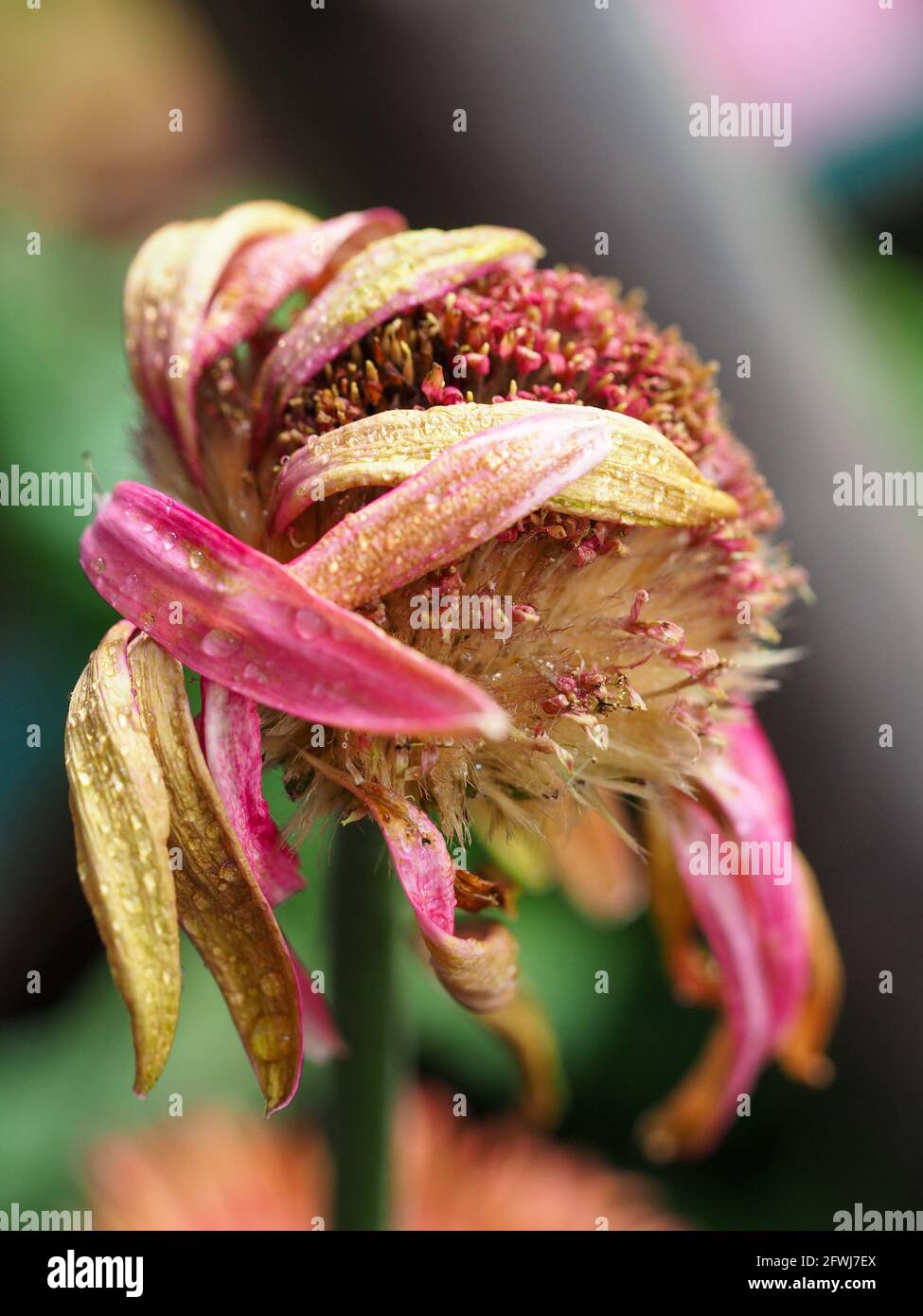 Dying plant stages hi-res stock photography and images - Alamy