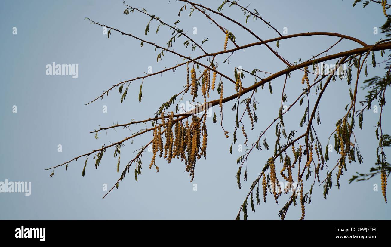 Arid plant closeup with attractive greenish leaves or beans fruits ...