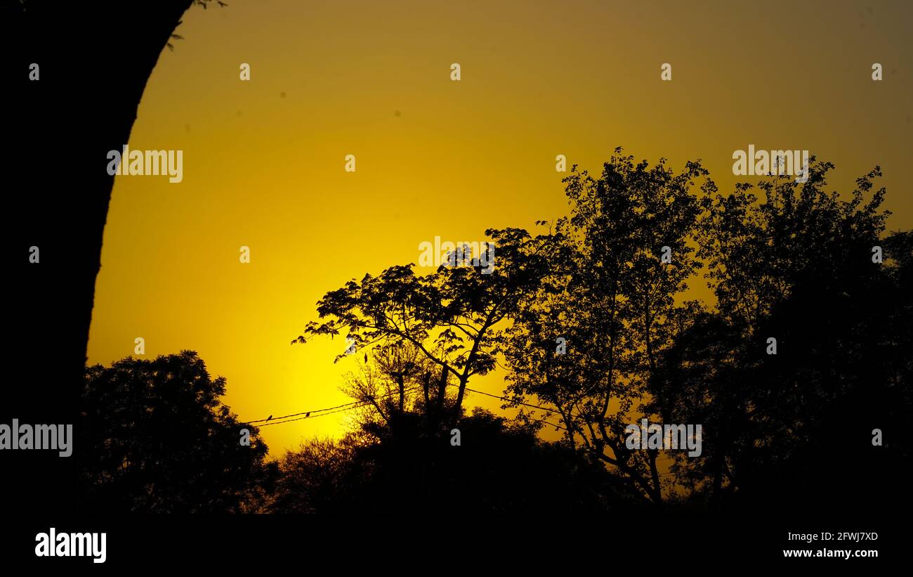 Typical iconic Indian sunset with acacia tree in Sikar,Rajasthan ...
