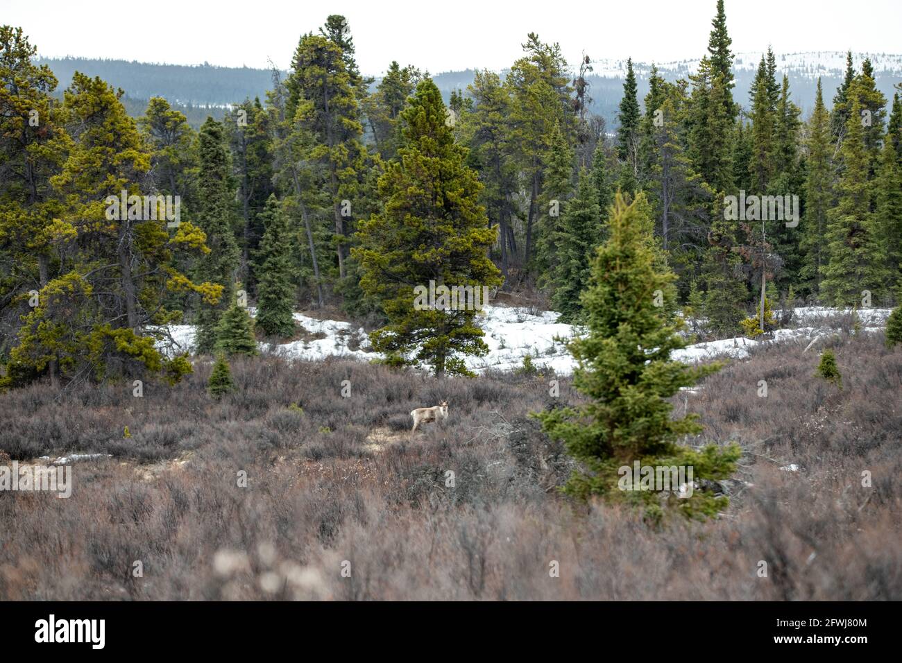 Boreal forest of Canada during spring time with a caribou seen in the ...